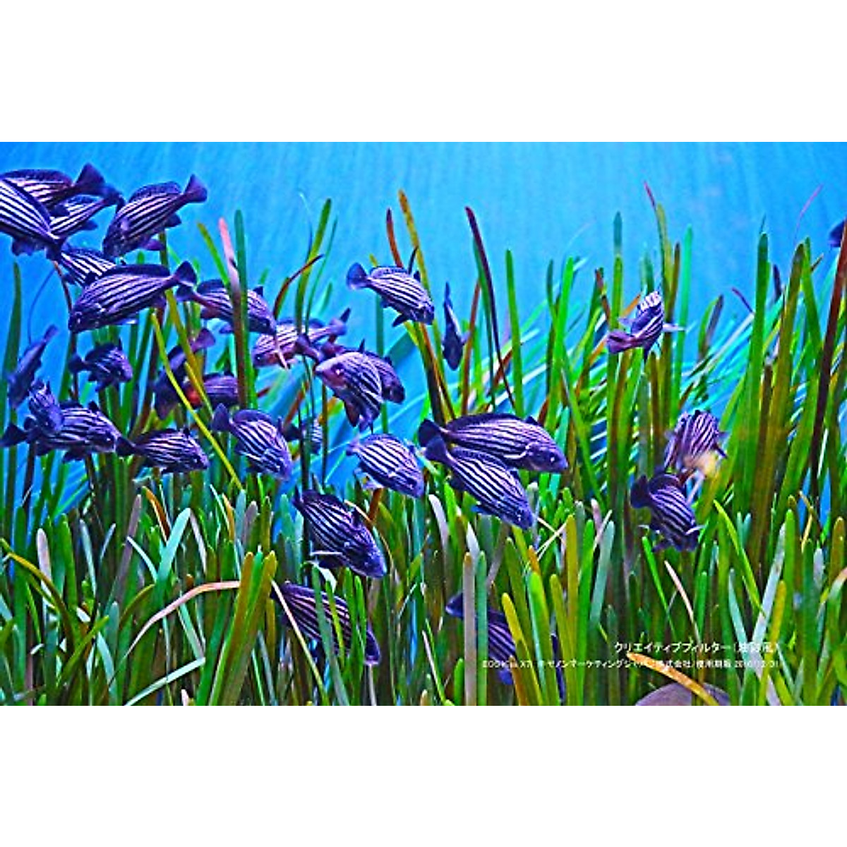 Canon DSLR Camera EOS Kiss X7i with EF-S18-55mm IS STM - International Version (No Warranty)