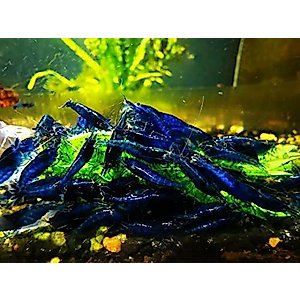 Blue Dream Shrimps Live Freshwater Shrimp Aquarium Neocaridina Inverts RCS (10 Shrimps (+2))