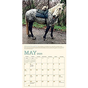 Unlikely Friendships Wall Calendar 2020