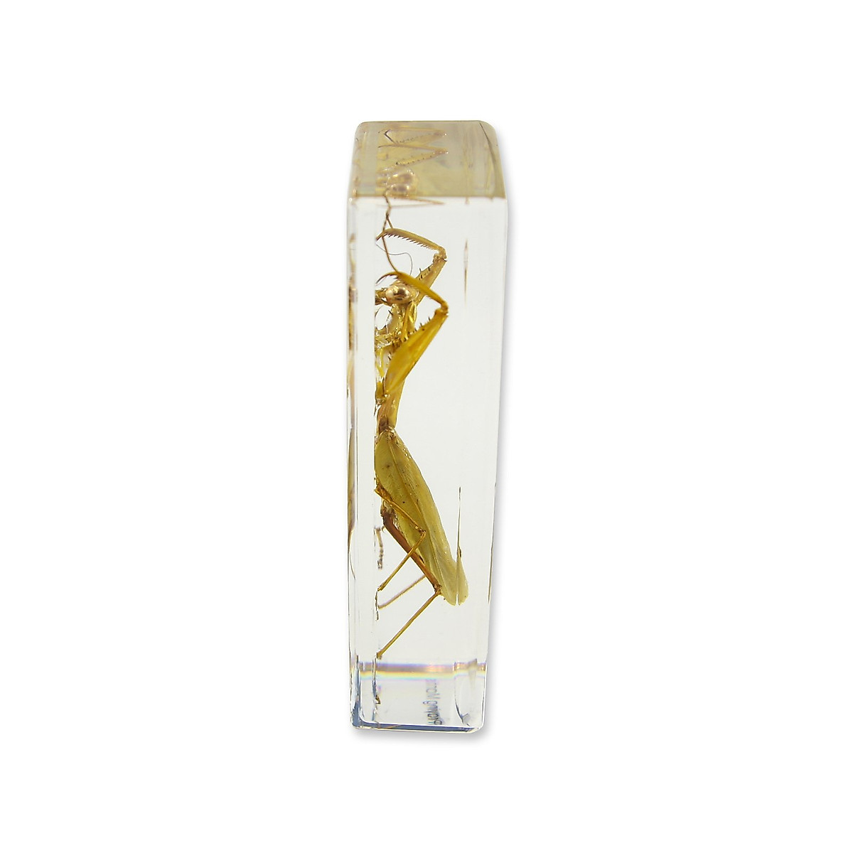 REALBUG Praying Mantis Paperweight (1 5/8 x 4 3/8 x 1 1/8")