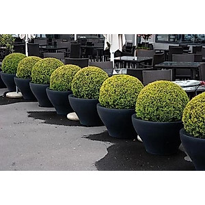 Heirloom Boxwood, Buxus Sempervirens, 30 Seeds, (Hardy Evergreen, Topiary, Hedge, Bonsai)
