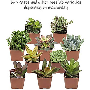 Altman Plants, Live Succulent Plants (20 Pack) Assorted Potted Succulents Plants Live House Plants in Cacti and Succulent Soil Mix, Cactus Plants Live Indoor Plants Live Houseplants in Planter Pots