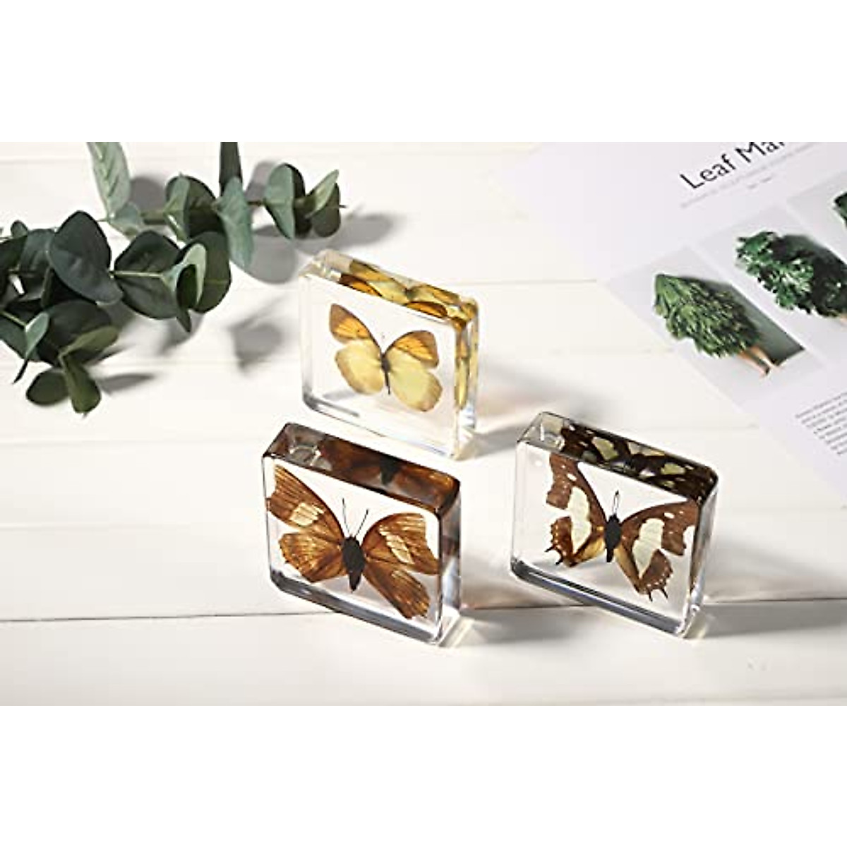 Real Large Butterfly Specimen Specimens Paperweight Collection Display(3x3x0.8''）for Office or Education (Style 4)