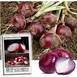 Red Shortday Burgundy Onion Seeds for Planting, 300+ Heirloom Seeds Per Packet, (Isla's Garden Seeds), Non GMO Seeds, Botanical Name: Allium cepa, Great Home Garden Gift