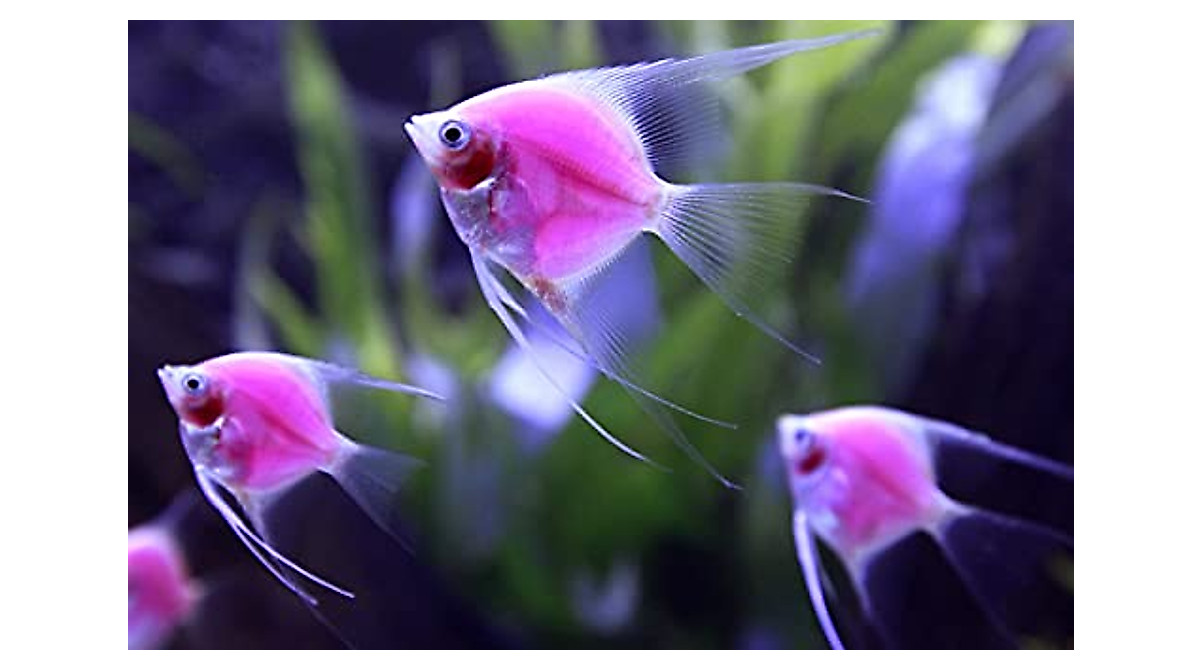 A.D.P. Fish Booster: High-Protein Fish Food 100g