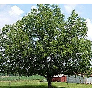 coMarket Smoking Firewood Split Logs - Pecan 11-13 Pounds