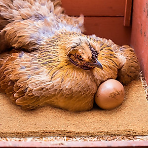 Aoriher 24 Pack Natural Hemp Chicken Nesting Pads Reusable Hens Nest Bedding Mats Chicken Nesting Box Liners for Hen Laying Eggs, Coop Pet Garden Lawn Indoor Outdoor, 11.8 x 11.8 Inches