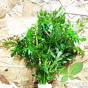 Planterest – Water Wisteria Hygrophila Difformis Bunch Live Aquarium Plant Decorations BUY2GET1FREE