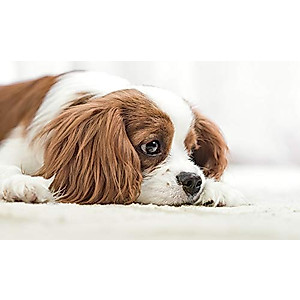 PET SUPPLEMENTS antioxidant for Dogs - Ultra Vitamins for Dogs - Chews - Powerful Formula - Mineral Complex - Vitamin e for Dogs Skin - 90 Treats (1 Bottle)