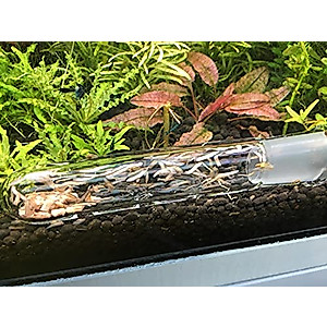 3 Holes Planaria Aquarium Trap Leeches Catcher 2 Pieces for Cherry Shrimp Crystal Red Shrimp Dwarf Shrimp Fish Tank Supplies