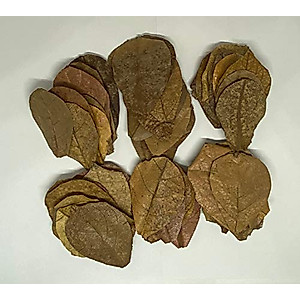 Awesome Aquatic Betta/Shrimp Leaves 25 Mini 2" Premium Catappa Indian Almond Leaves Natural Habitat Tannin Producing Improves Immunity, Easy to USE