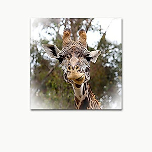 Funny Giraffe Photo on CANVAS Fine Art Print Zoo Animal Photography Children's Room Decor Ready to Hang