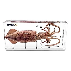 Squid Cuttlefish Conformation Specimen Paperweights Science Classroom Acrylic Block Specimens Sea Life Specimen for Science Education