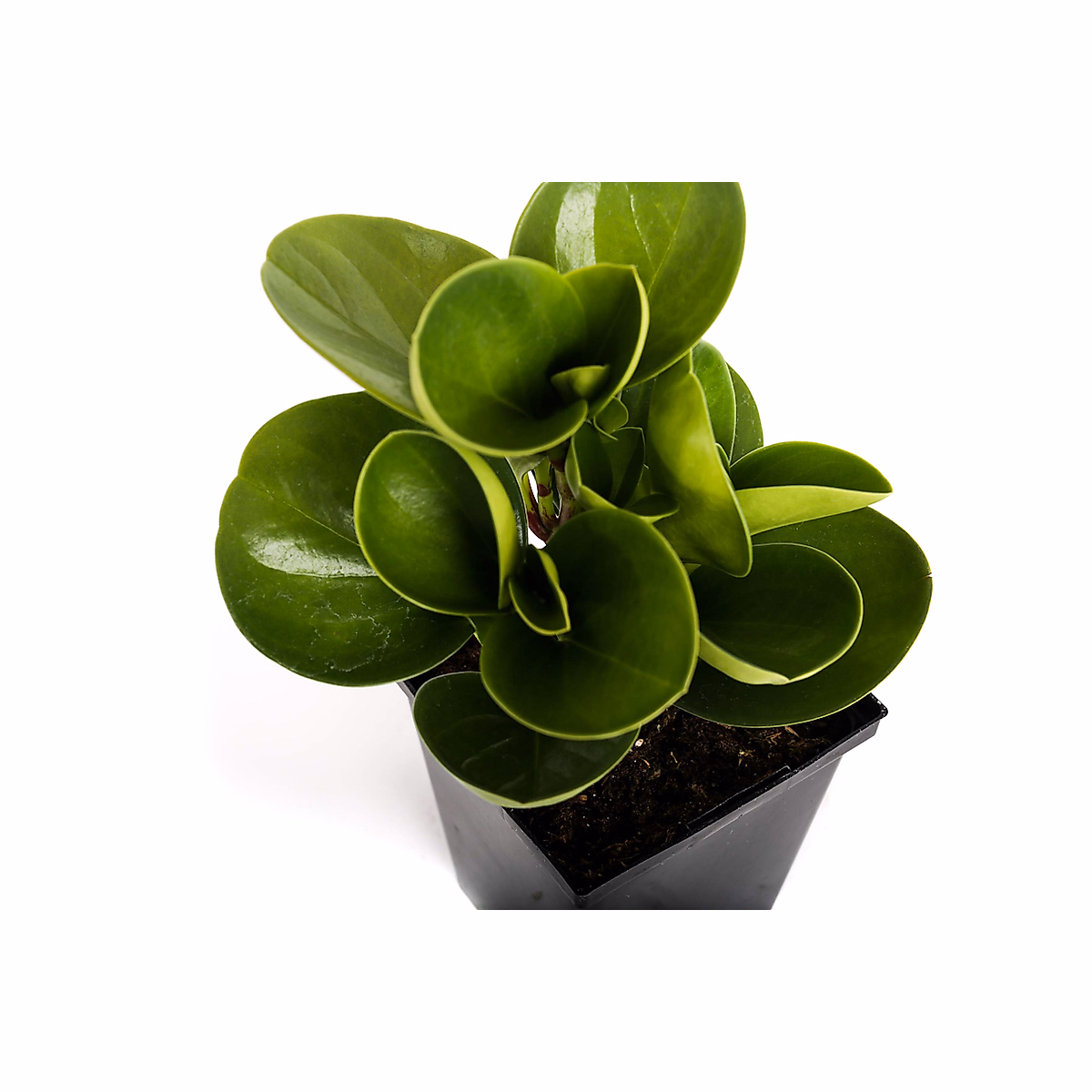Plants by Post Green Peperomia Obtusifolia Quart Baby Rubber Plant 4" Easy Houseplant