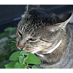 Catnip Seeds - Heirloom Non-GMO Catnip Seeds (400+ Catnip Seeds) by PowerGrow Systems