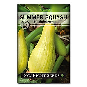 Sow Right Seeds - Straight Neck Yellow Summer Squash Seed for Planting - Non-GMO Heirloom Packet with Instructions to Plant a Home Vegetable Garden - Great Gardening Gift (1)