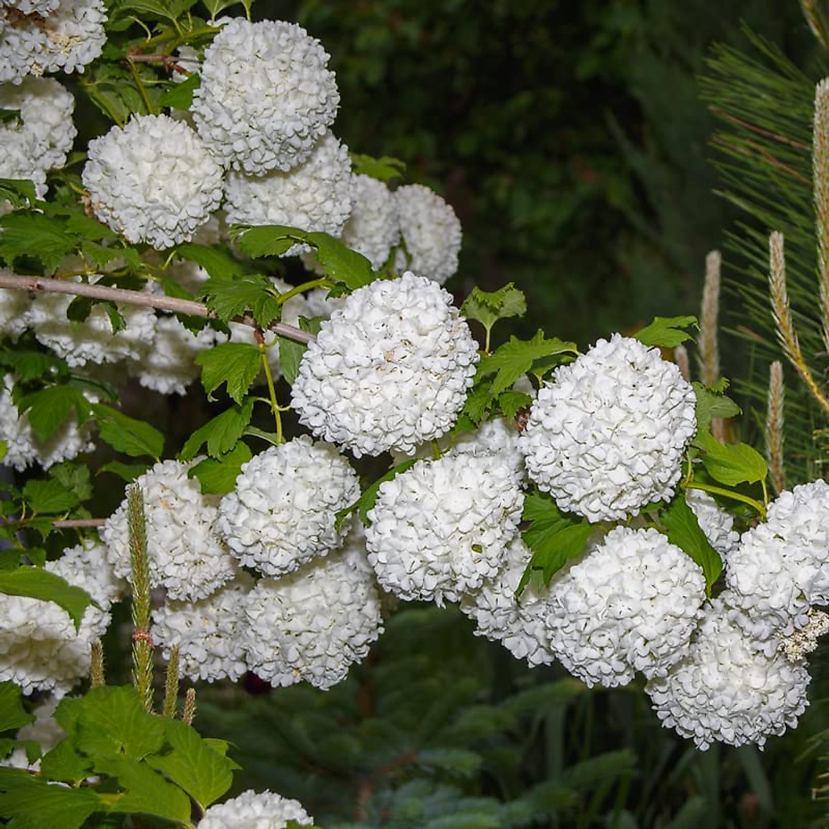 Old Fashion Snowball Viburnum Plant Live from 6 to 12 Inc Tall 4 Inc Pot, Japanese Viburnum Shrub