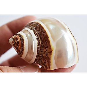 FSG - Select 10 Hermit Crab Shells Deluxe Turbo Changing Seashells Medium 1"-2" Size (Opening Size 1/2" - 1") Beautiful