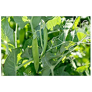 Earthcare Seeds Peas Little Marvel Sweet Dwarf Bush Pea 50 Seeds (Pisum sativum) No GMO – Open Pollinated - Heirloom
