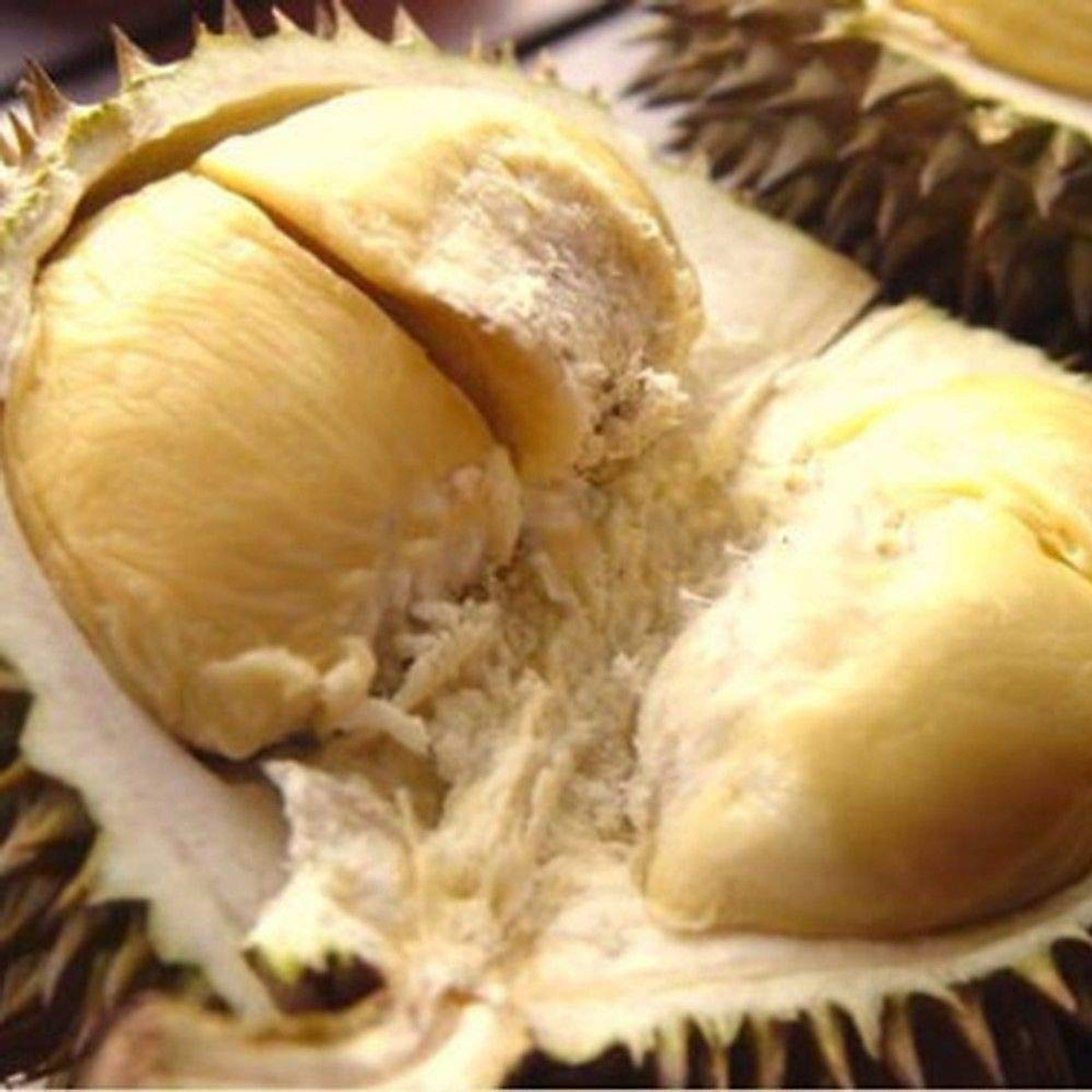 Portal Cool Color 13: 50Pcs Rare Rose Seeds Potted Bonsai Perennial Flower Seeds Home Garden Ehe8