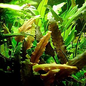 30+ Stems Package Starter Beginner Set Live Aquarium Plants Java Moss, Micro Sword, Rosette Amazon Sword, Anubias, Java Fern and More by Mainam