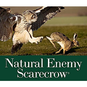 Dalen SOL-R Action Solar Fake Owl Decoy to Scare Birds Away from Gardens, Rooftops, and Patios - Scarecrow Provides Chemical-Free Pest Control - Safe and Humane, 18" 360º Rotating Head