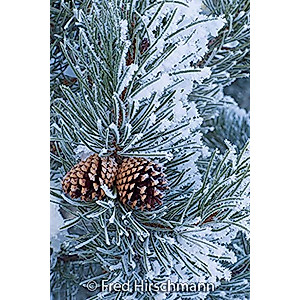 Sierra Club Engagement Calendar 2021