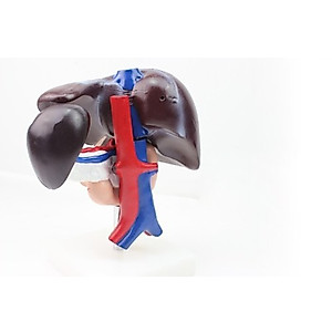 Human Life Size Liver, Pancreas and Duodenum Simulation Model Medical Anatomy Type:YR-H-XC-311