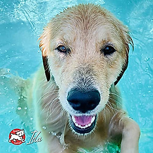 Fromm Four-Star Nutritionals Shredded Pork in Gravy Entrée Dog Food - Premium Wet Dog Food - Pork Recipe - Case of (12) 12 oz Cans