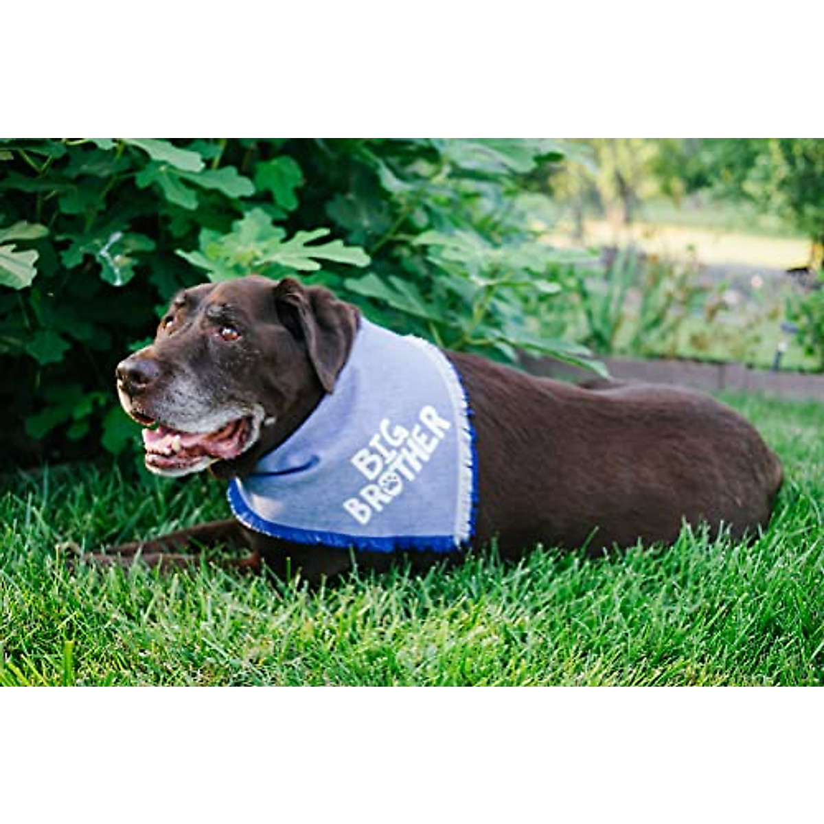 Everything Tailed Blue Big Brother Dog Bandana for Pregnancy Announcement, Pet Photo Prop, Handkerchief and/or Scarf for Dog, Fits Medium to Large Dogs