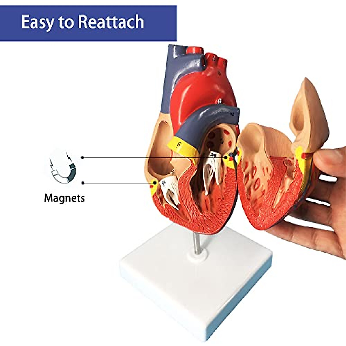 Veipho Heart Model, Heart Model Anatomy with Stand, Human Heart Models Anatomy Life Size, 2-Part Human Heart Model, Heart Model Anatomy, 34 Accuracy Numbers for Anatomical Structures