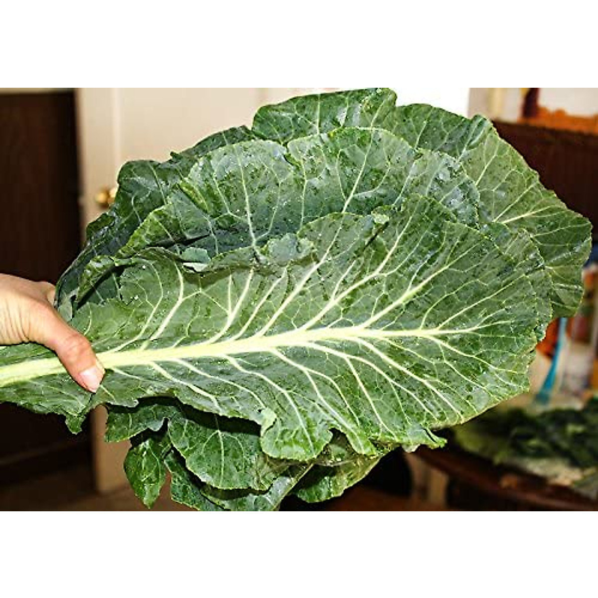 100+ Giant Collard Georgia Southern Seeds Herb Collards Heirloom Non-GMO from USA