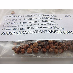 1099-Sugarcane, World's Tallest (Saccharum officinarum) Seeds by Robsrareandgiantseeds UPC0764425786917 Non-GMO,Organic,Bonsai, 1099 Package of 45 Seeds