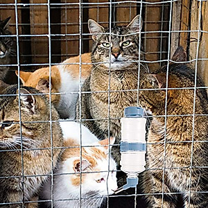 TEHAUX Pet Water Bottle Dispenser-Water Feeder Pet Drinking Water Bottle 473ml (Sky-blue)