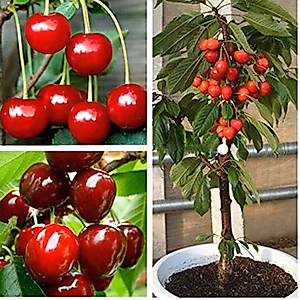 CHUXAY GARDEN Dwarf Cherry Tree Seed 10 Seeds Sweet Edible Fruit Robust Flavor Great Gardening