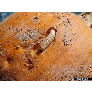 Pest Wizard Squash Vine Borer Trap Kit (2 Pack), Orange