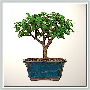 Bonsai Tree Dwarf Jade - Nursery Direct from Joebonsai