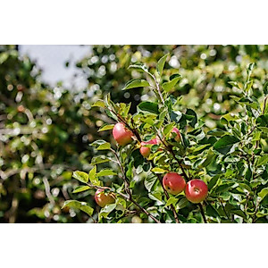 5 Honeycrisp Apple Seeds Fruit Tree for Your Garden Planting Outdoors, Tropical Fruit Sweet Heirloom Seeds Vine