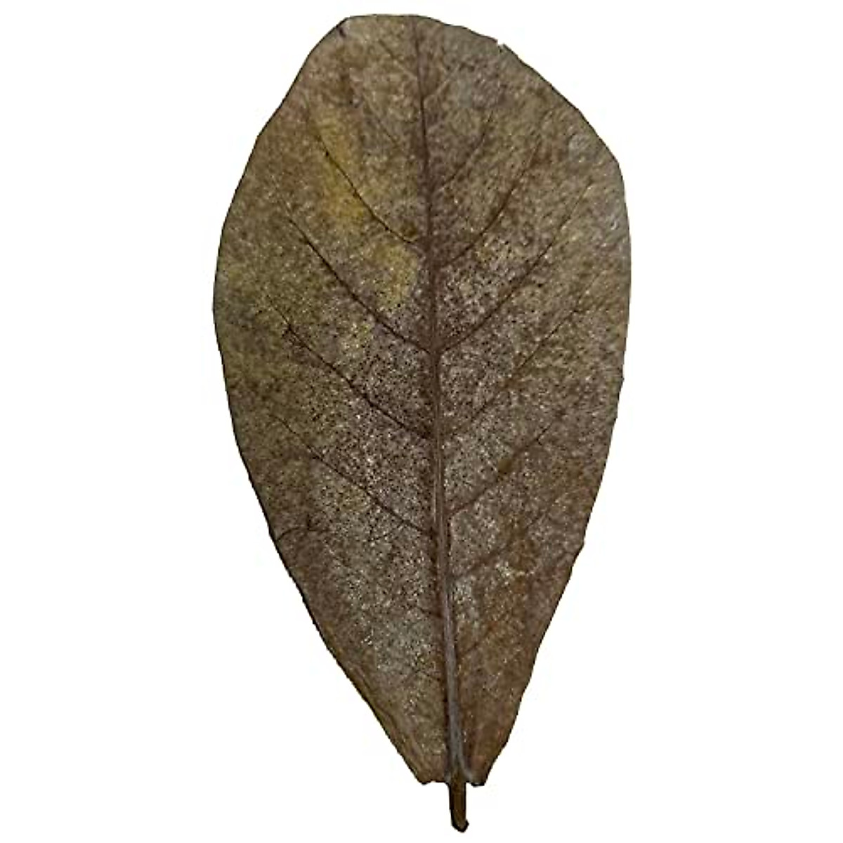 Betta/Shrimp Leaves 10 4"-6" Premium Catappa Indian Almond Leaves Natural Habitat Tannin Producing Improves Immunity, Easy to USE Awesome Aquatic
