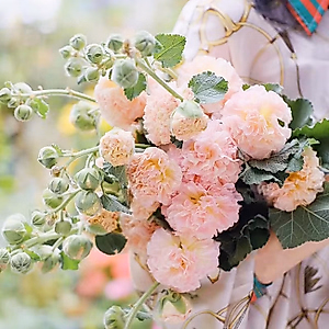 350+ Hollyhock Seeds Carnival Mix Giant Mallow Double Hollyhock Flowers Seed Perennial Outdoor Home Garden Flower