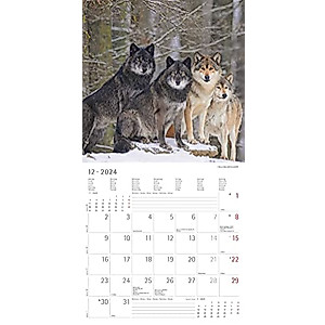 Wolves 2024 Brochure Calendar 30 x 30 cm (30 x 60 Open) Calendar with Space for Notes Wolves Picture Calendar Wall Planner Alpha Edition