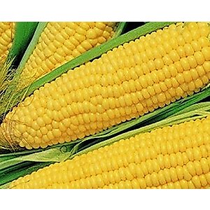 25 Truckers Favorate Corn Seeds | Heirloom | Instant Latch Garden Seeds