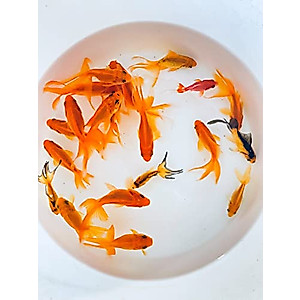Toledo Goldfish Fantail Goldfish from, Variety of Colors and Patterns - Perfect for Ponds or Aquariums - 3-4 Inches, 25 Count