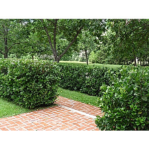Viburnum Suspensum - 10 Live Plants - Evergreen Privacy Hedge