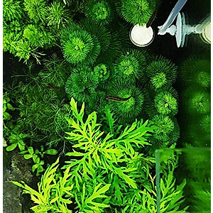 Planterest – Water Wisteria Hygrophila Difformis Bunch Live Aquarium Plant Decorations BUY2GET1FREE