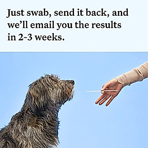 Wisdom Panel Essential: Most Accurate Dog DNA Test Kit for Breed ID and Ancestry | 25+ Genetic Health Conditions | Traits | Relatives | 1 Pack