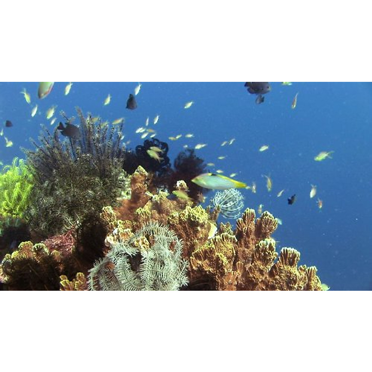 Plasmaquarium: Vol. Two - Ultra Coral Reef Aquarium (Widescreen)