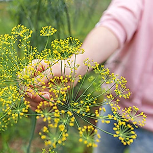 The Old Farmer's Almanac Organic Dill (Bouquet) Seeds - Approx 750 Seeds - Certified Organic, Non-GMO, Open Pollinated, Heirloom, USA Origin