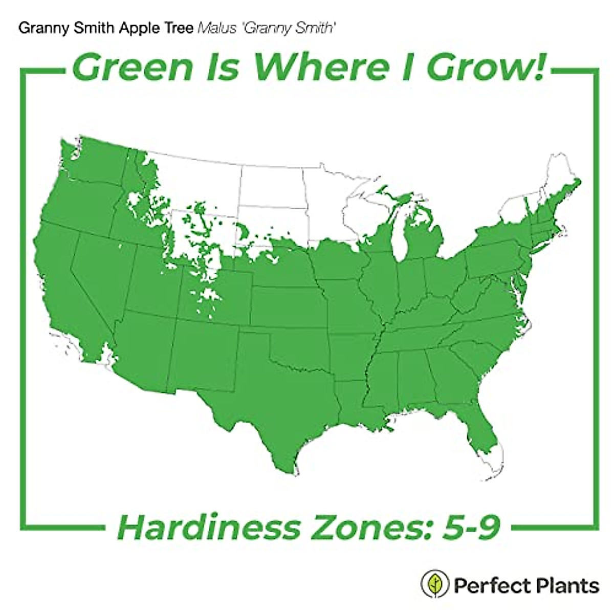 PERFECT PLANTS Granny Smith Apple Tree 4-5ft Tall | Live Fruit Trees for Outdoor Planting | Fresh Apples for Eating, Canning, & Dehydrating | Sweet & Tasty Green Fruits Ripen in Fall