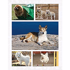 The New Complete Dog Book, 22nd Edition: Official Breed Standards and Profiles for Over 200 Breeds (CompanionHouse Books) American Kennel Club's Bible of Dogs: 920 Pages, 7 Variety Groups, 800 Photos